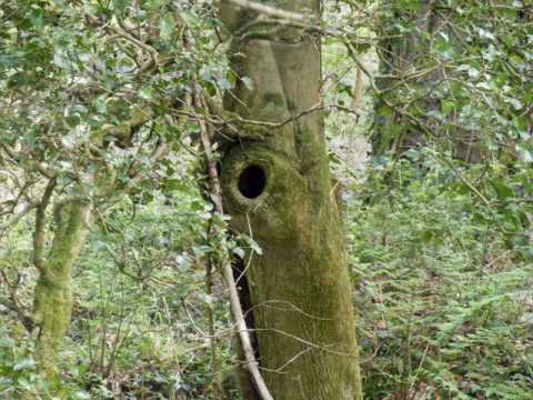 The Inspiration Behind the Fantasy in THE WELL OF TEARS: Stradey Woods ...