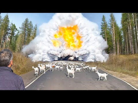 They Put Thousands of Goats Into Forest Fires And What They Did Shocked the World