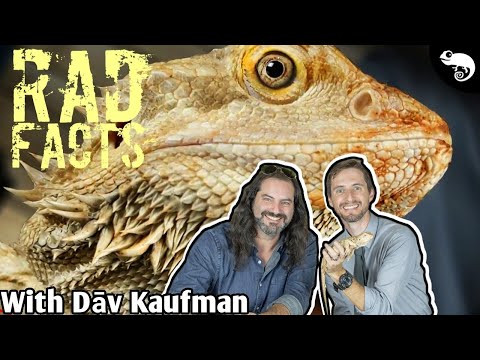 Bearded Dragons - 27 Rad Facts! Dāv Kaufman and Clint's Reptiles