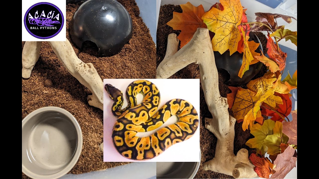 Setup and Starting Your Baby Ball Python!