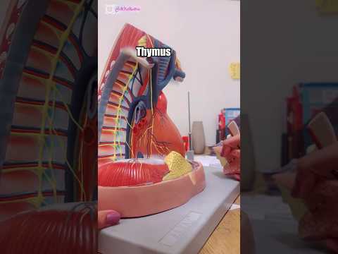 Mediastinum contents