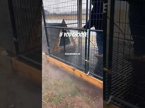 How To: Properly Clean our Outdoor Dog Kennels.