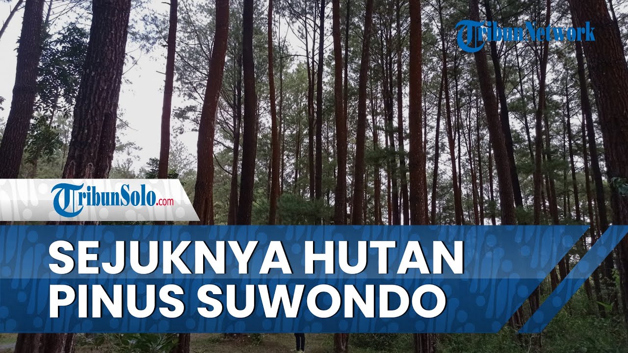 Hutan Pinus Suwondo Wonogiri, Bisa Jadi Pilihan Tempat Wisata hingga ...