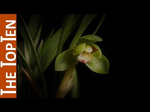 The Top Ten Most Beautiful Green Flowers