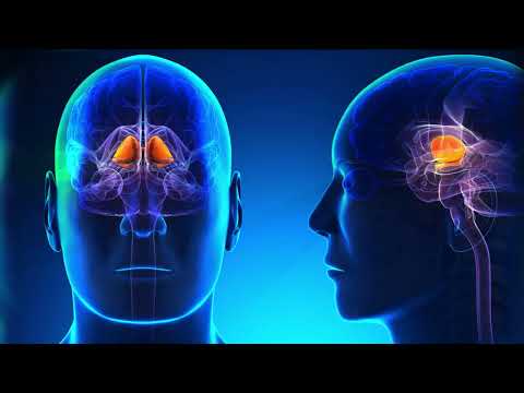 The Neuroscience of the ADHD Brain