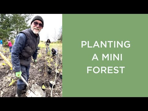 How to Plant a Mini (Miyawaki) Forest | National Mini Forest Pilot in Canada