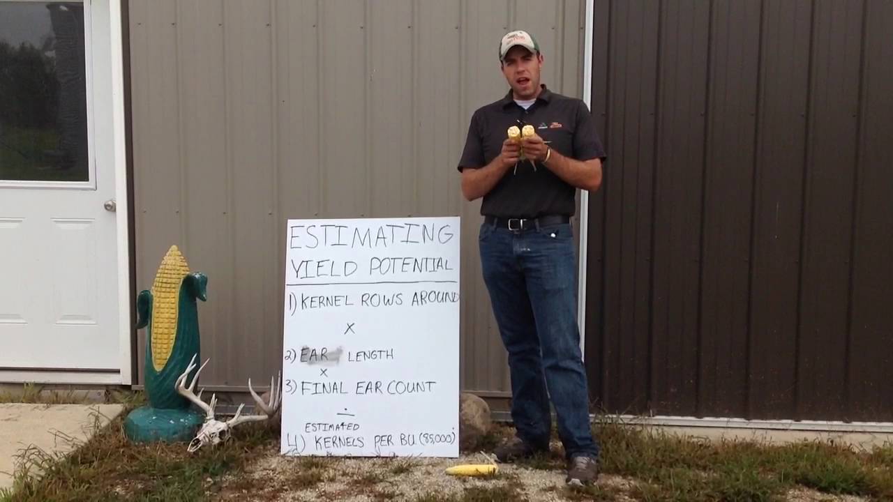 Estimating Yield Potential in Corn. By Steve Eichenberger