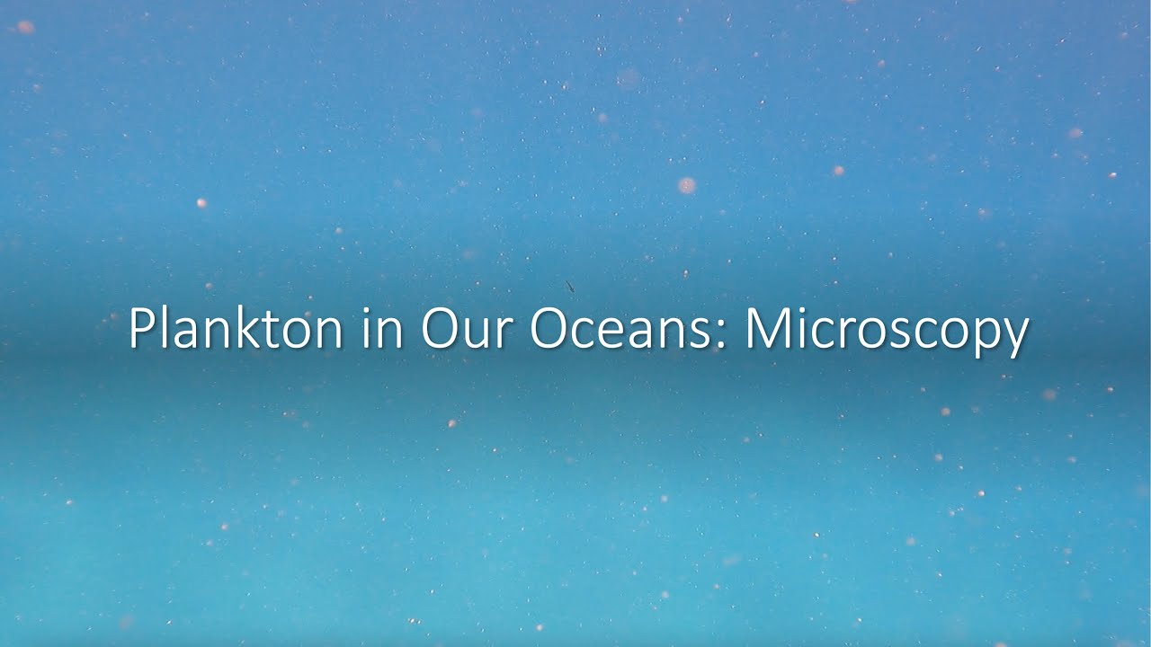 Plankton in Our Oceans: Microscopy