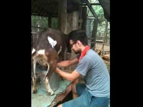 Tim learned to milk goats as a wwoofer at The Monkey Farm at www.TheMonkeyFarm.org