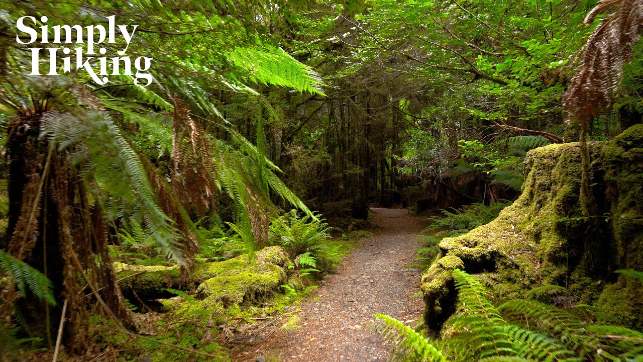 The Most Magical Rainforest Walk | Walking Ambience | Temperate Rainforest | Philosopher Falls