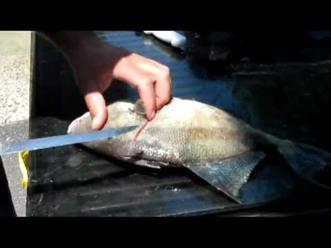 Fillet Triggerfish With Ease