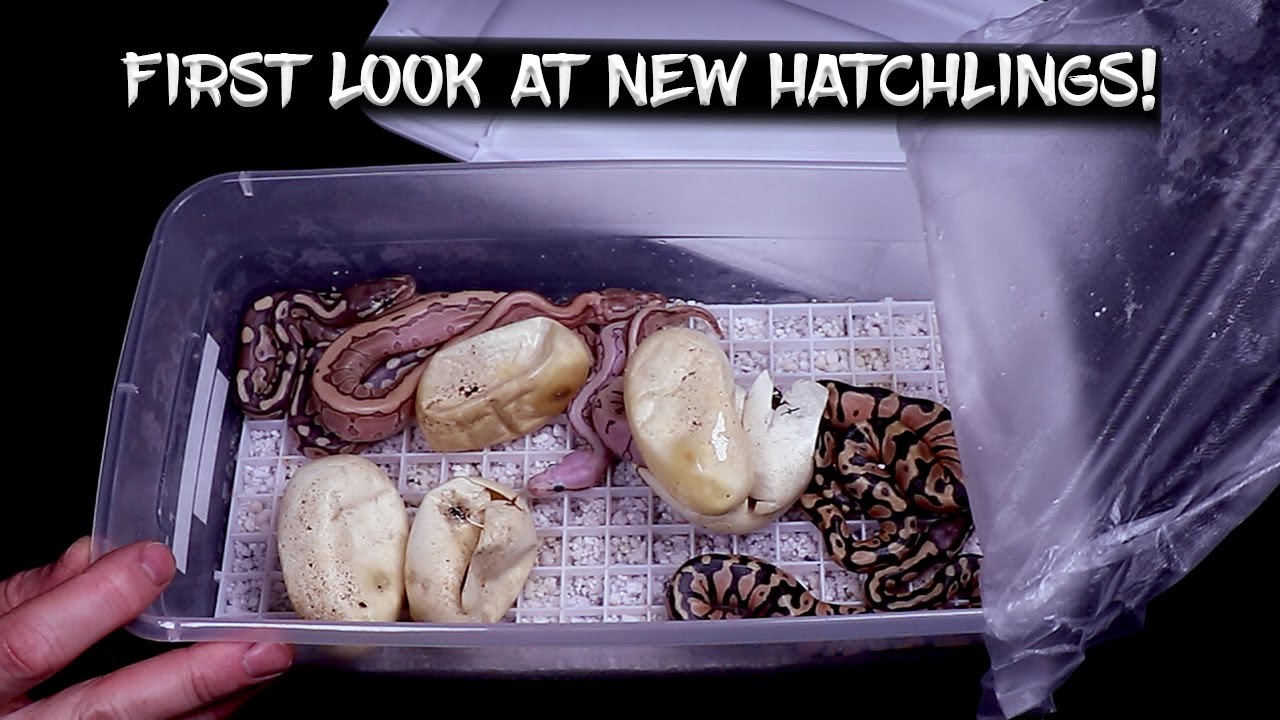 First Look at New Ball Python Hatchlings out of the Incubator!