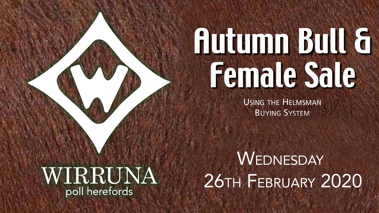 Wirruna Poll Herefords 2020 Autumn Bull & Female Sale
