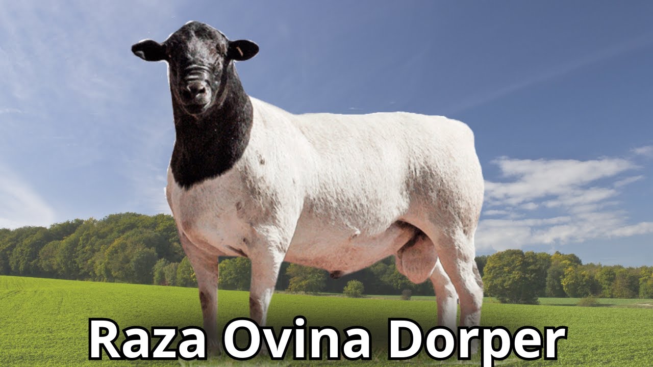 Raza ovina Dorper: La raza de ovejas que llenará tus bolsillos