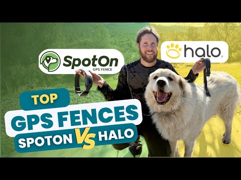 SpotOn vs Halo 4: Best GPS Dog Fence? Accuracy, Features & My Top Pick for Stubborn Breeds!