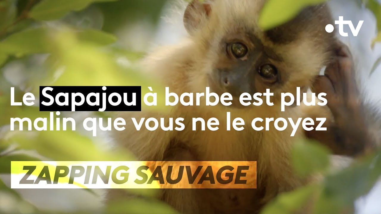 Documentaire | Le sapajou à barbe est plus rusé que toi