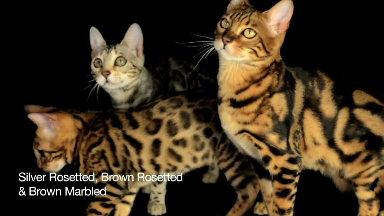 Introduction To Bengal Cats Part 1: Colours and Markings