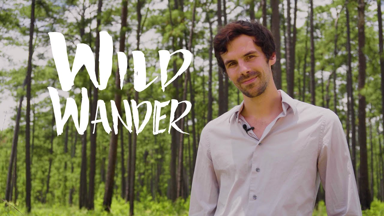 Enter The Fire Forest | Longleaf Pine Conservation Education | Wild Wander