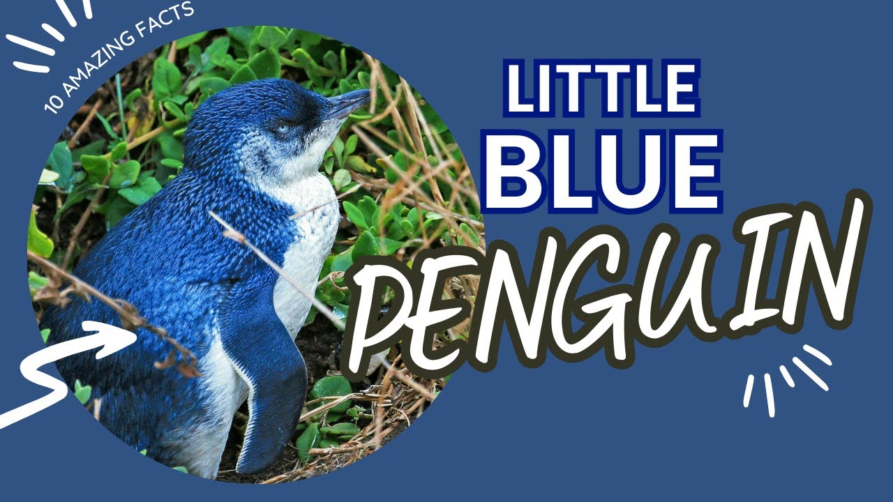 Little Blue Penguin Facts: Amazing Fun Facts - Penguins 101