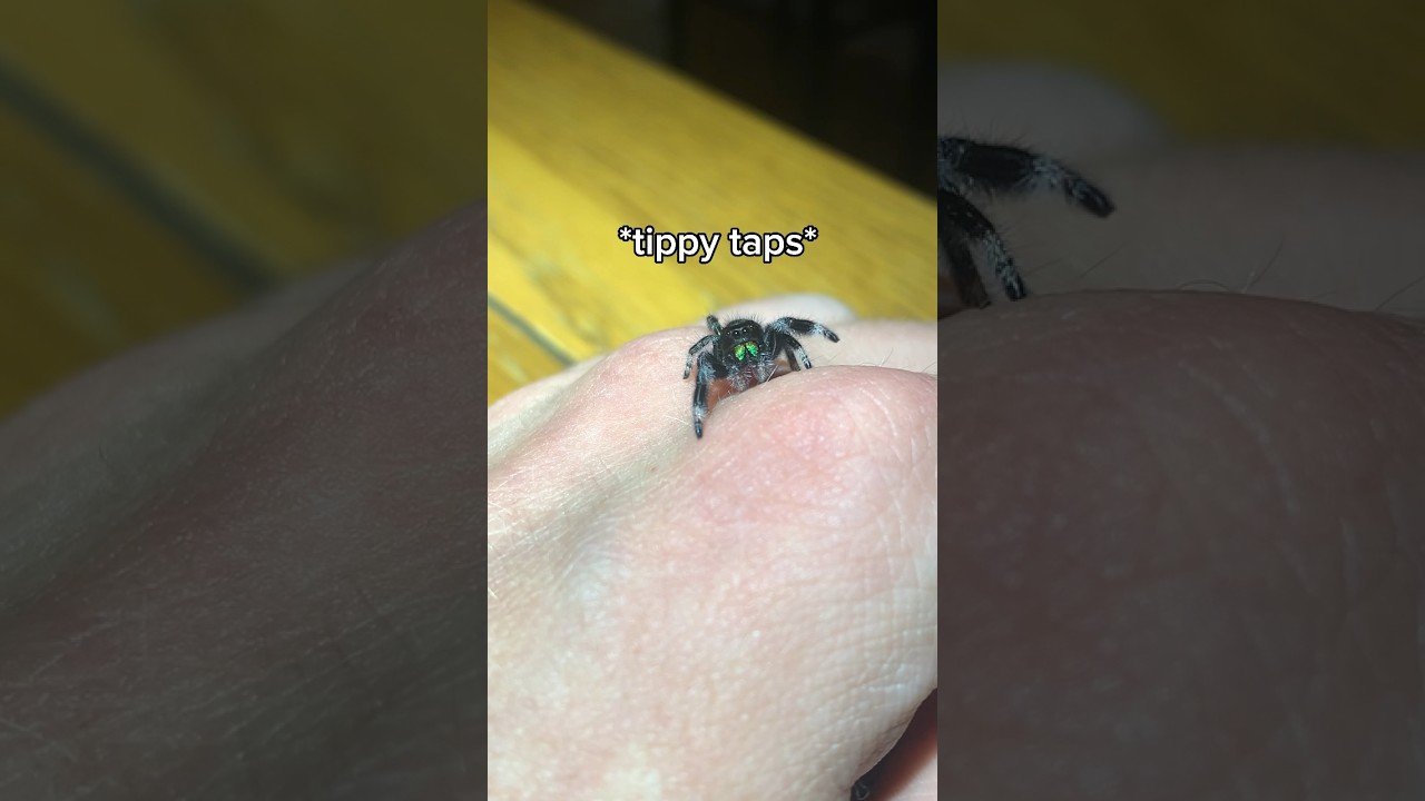 Happy Jumping Spider - Phidippus Regius #regal #cuteanimals #jumper #spider