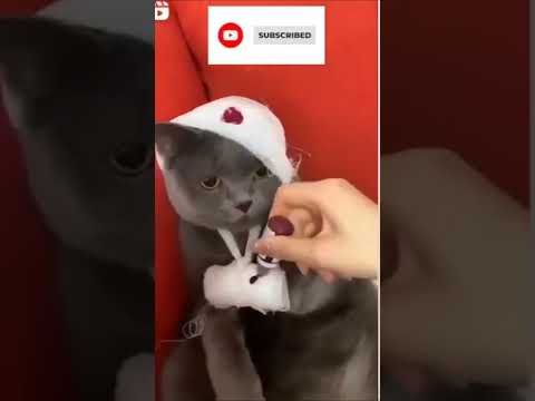 Sad Cat Injured ππππ#shorts