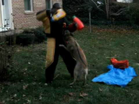 Bite work with k9 Chloe
