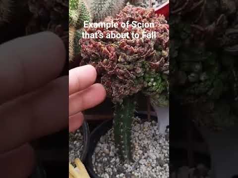 Example of Scion that's about to Fall