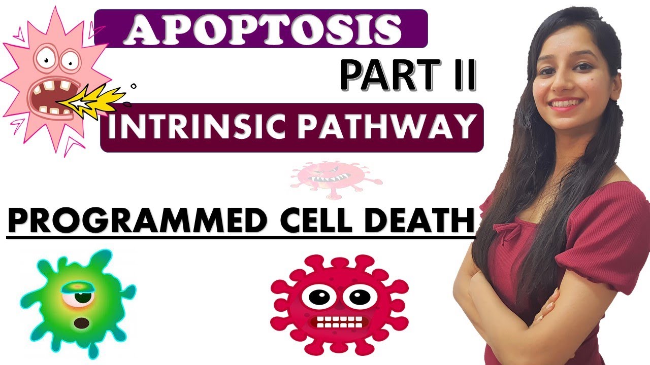 Understanding Apoptosis: The Mechanisms of Programmed Cell Death ...