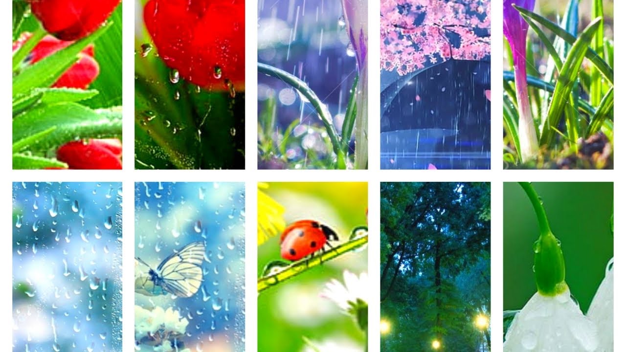 Rainy Spring Season Stunning Wallpapers @Nature Beautiful Wallpapers