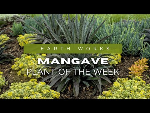 Habits and Care for Mangave - The low-maintenance, drought-tolerant, sun-loving hybrids.