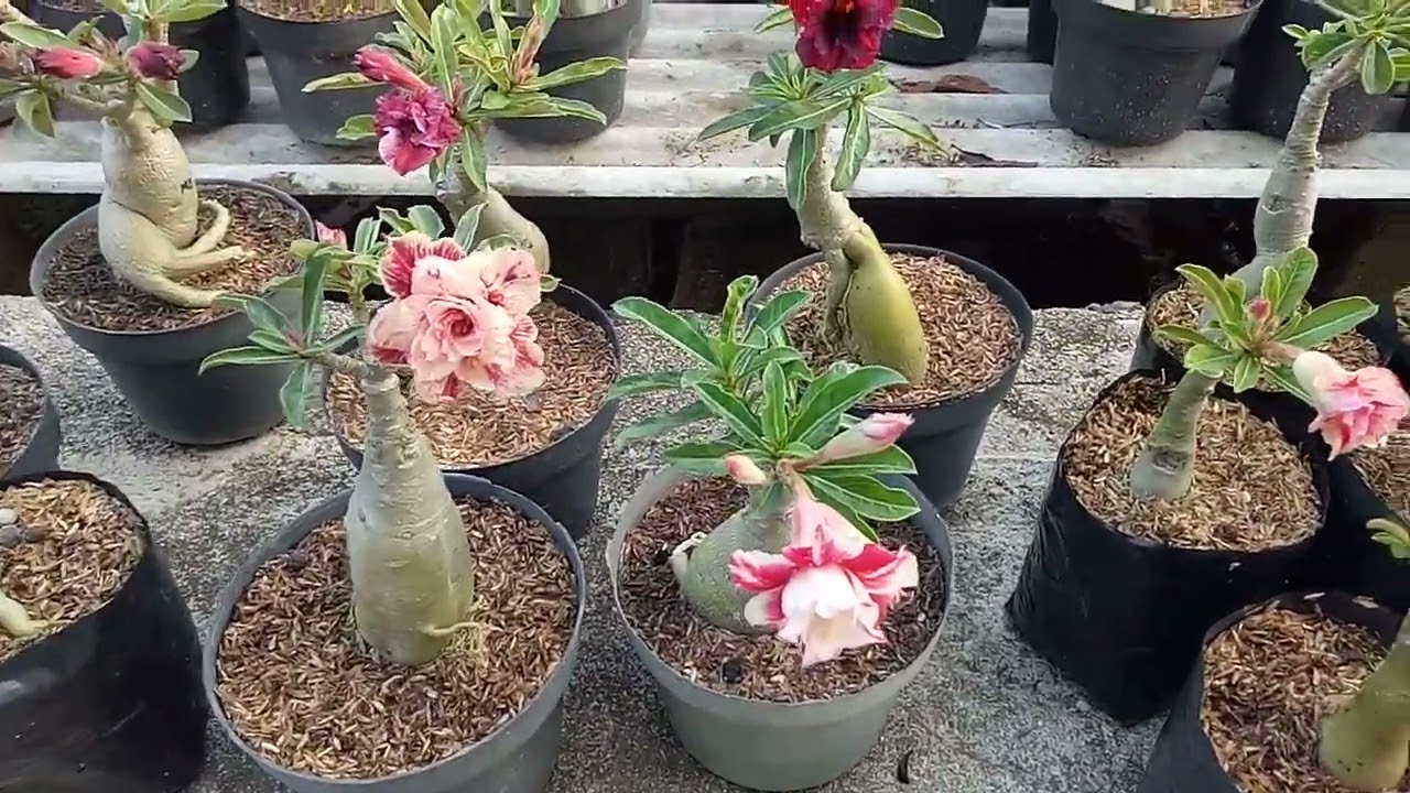 jual bunga adenium.. harga mletree.. WA 082279994283
