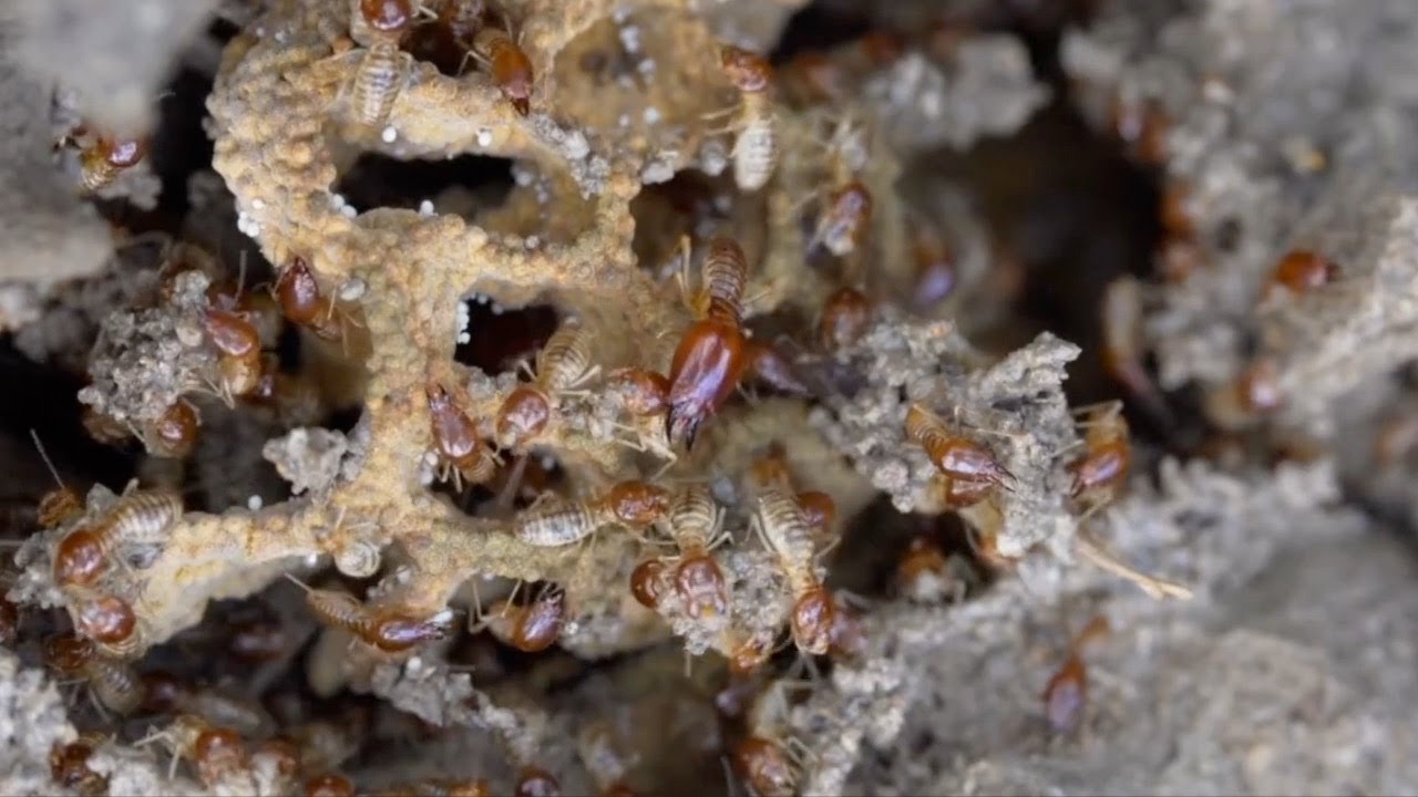 Formosan termites swarming as warm weather and humidity move in