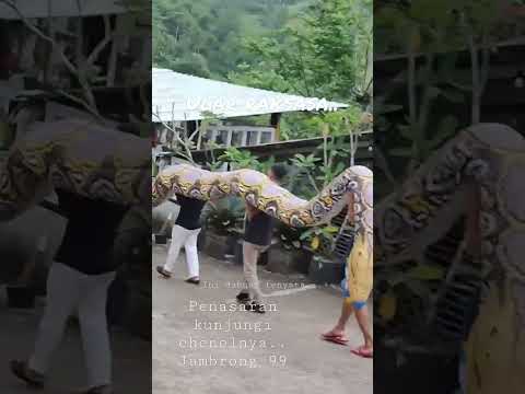 Bangkai ular piton raksasa...!