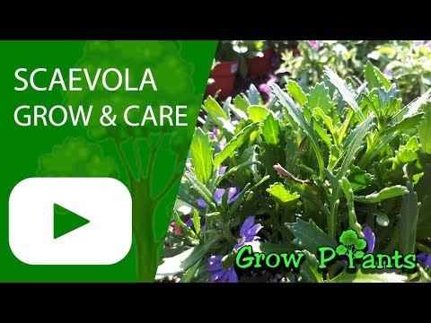 Scaevola