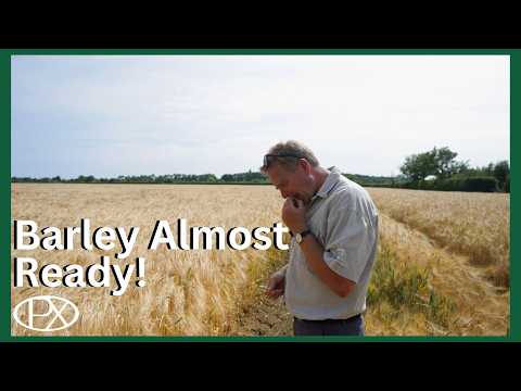 Open Day Countdown: Machines Arrive, Barley Ripens... Will We Be Ready in Time?