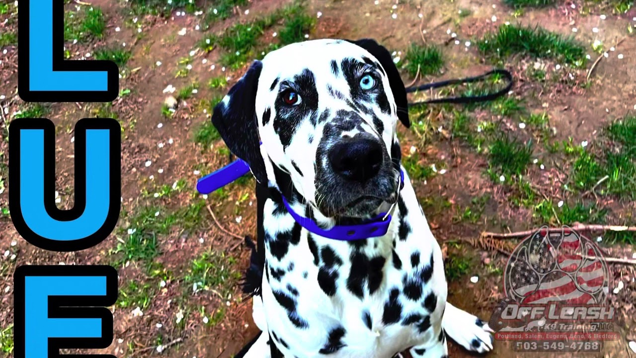 Blue | 7 M/O Dalmatian | Best Trained Dogs of OR | Portland OffLeash K9 Training