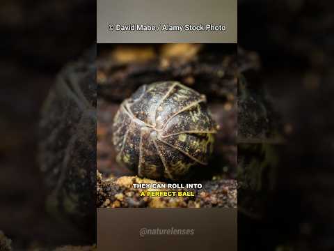 Roly Poly | The Pill Bug