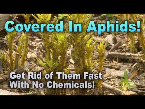 Aphid Control with Only a Hose!