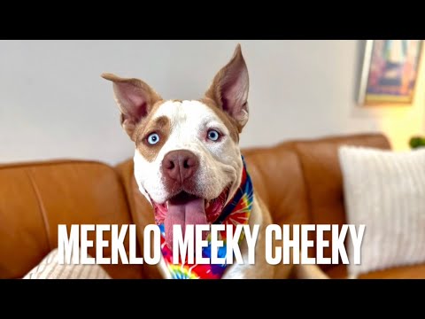 Dog for adoption - Meeklo AKA Meekly Cheeky is the Best Boy, a Pit Bull ...