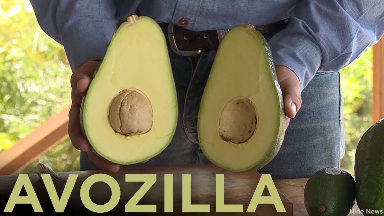 'Avozilla' is a 4-pound avocado as big as your face