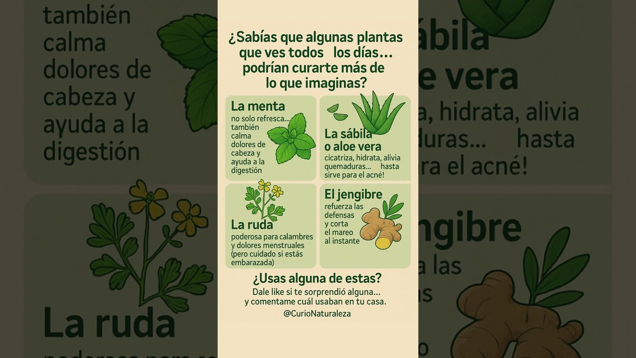 Plantas medicinales que tienes en casa… ¡y no sabías! #PlantasMedicinales #CuriosidadesNaturaleza