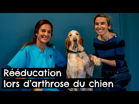 Rééducation lors d’arthrose du chien 🐶