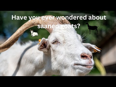 Have you ever wondered about saanen goats?