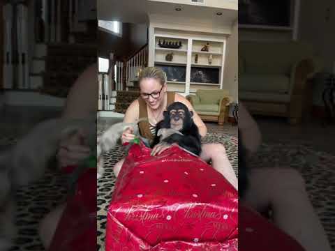 What A Surprise Gift ( MONKEY Lover)