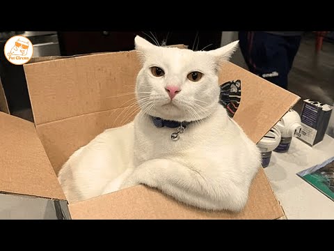 Funny ANIMALS Videos 🤣 Hilarious Cats & Dogs Doing the Funniest Things! 🐾😆 Part 42