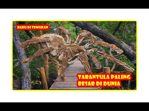 TARANTULA TERBESAR DI DUNIA DI TEMUKAN english subtitle