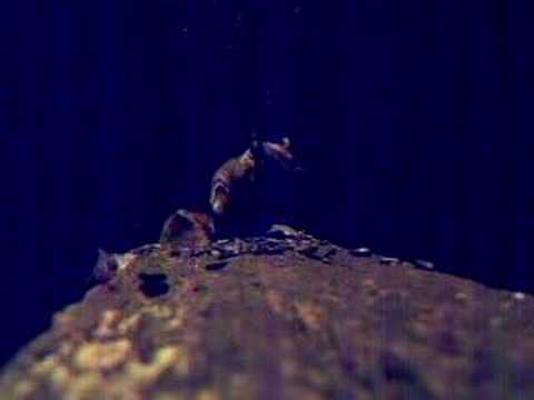 Flying Squirrels 1 (dark but viewable)