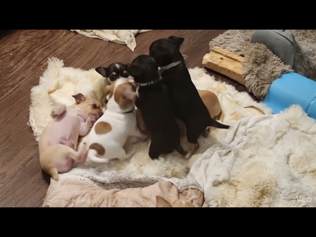 Look like miniature whippits. Chi/mix | Dogs & Puppies for Rehoming ...