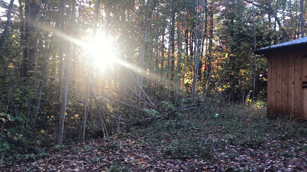 Rooster Sanctuary NC