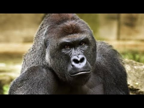 The Harambe Gorilla Story Explained